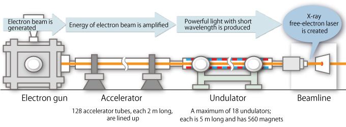 X Ray Free Electron Laser