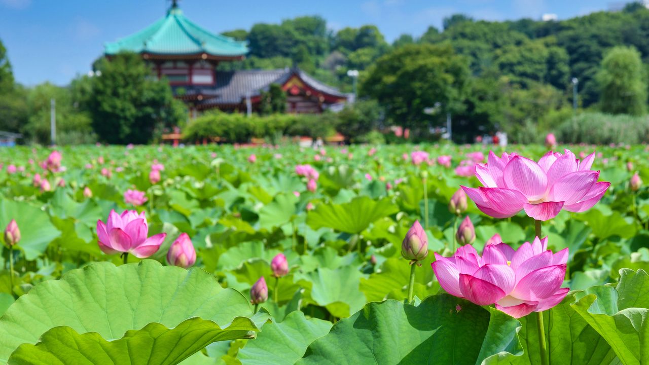 Lotuses in Japan | Nippon.com