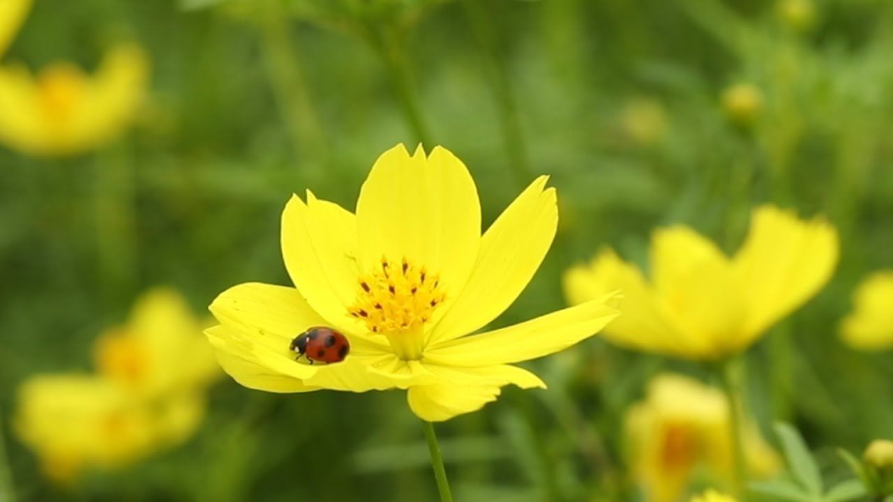 Expanse of Yellow Cosmos Flowers Draws Visitors to Tokyo’s Shōwa Kinen ...