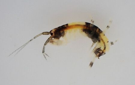 Amphipod Species with Panda-Like Coloring Discovered in Wakayama ...