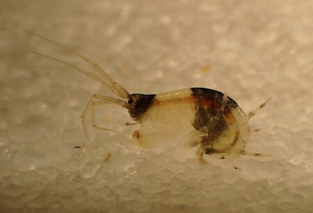 Amphipod Species with Panda-Like Coloring Discovered in Wakayama ...