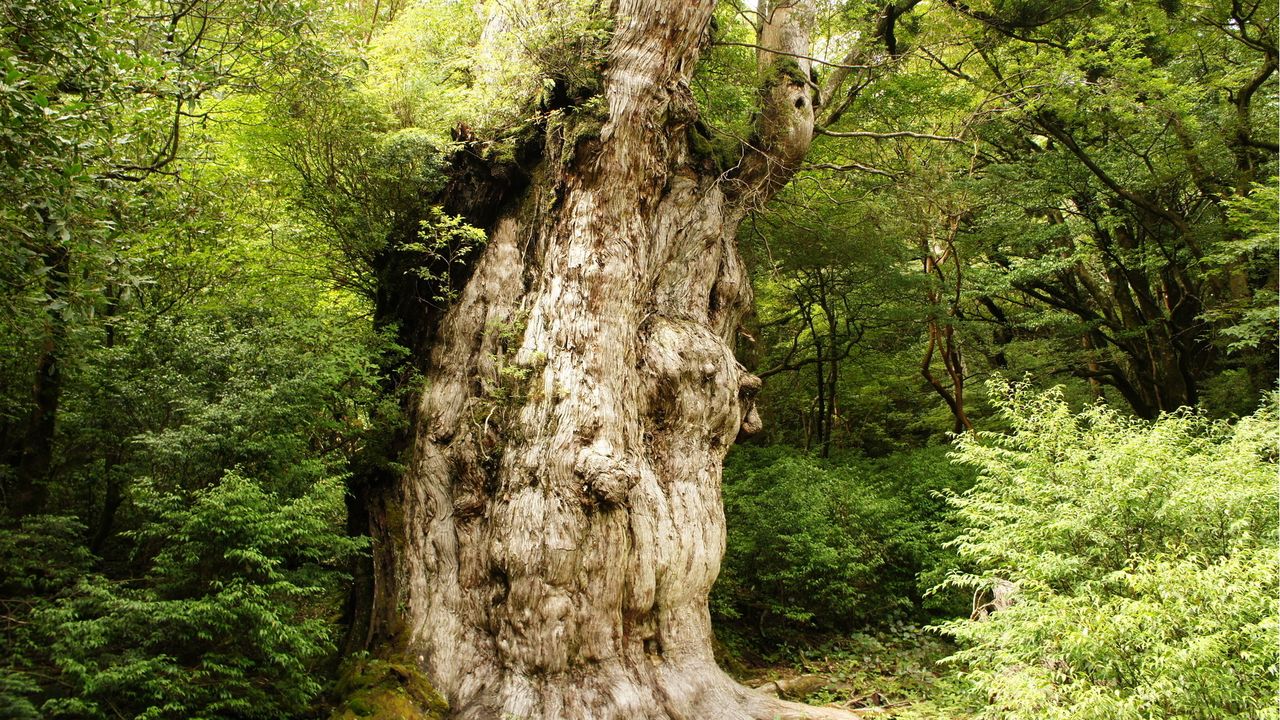 Jōmon Sugi, el famoso árbol ancestral de Yakushima | Nippon.com