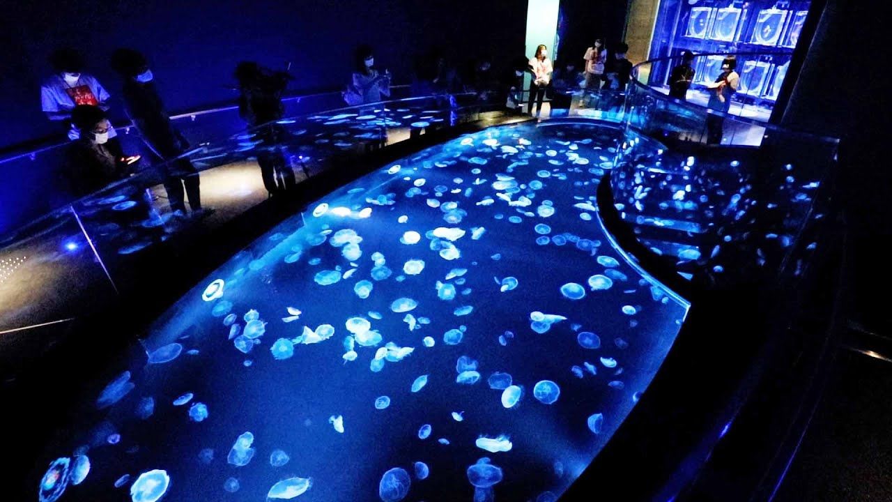(Vídeo) El Acuario de Sumida abre después de una renovación | Nippon.com