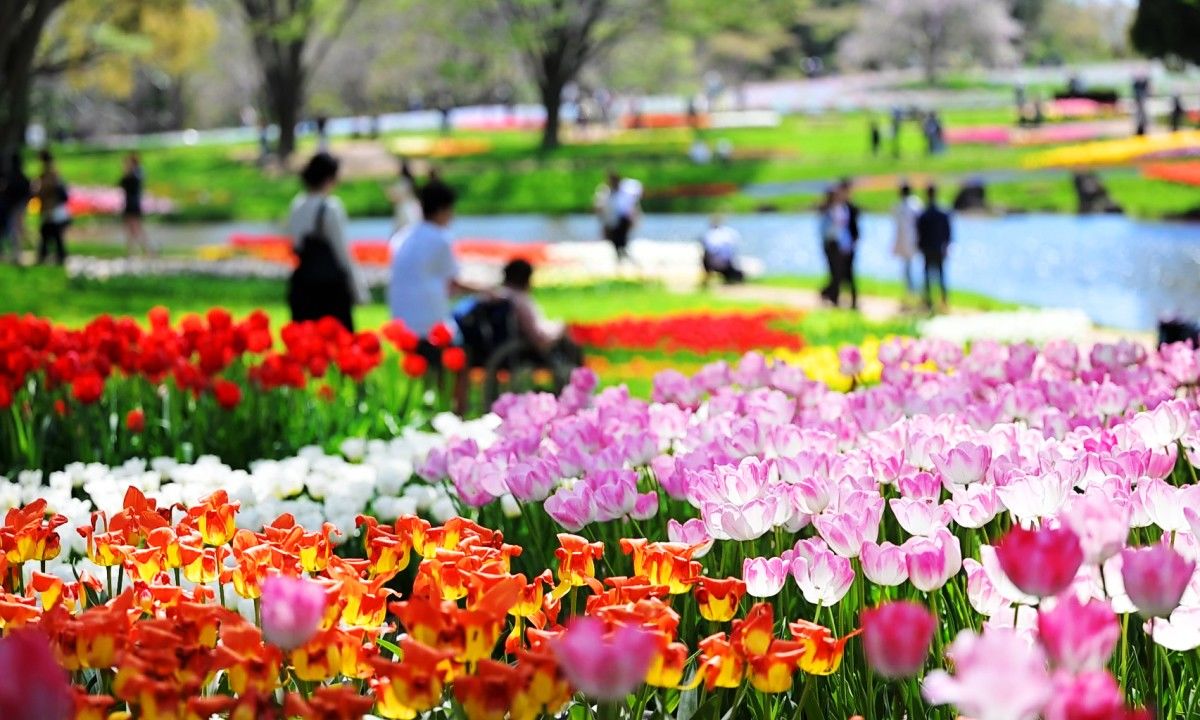 [Vidéo] Un tapis de tulipes colorées au Parc Mémorial Shôwa de Tokyo ...