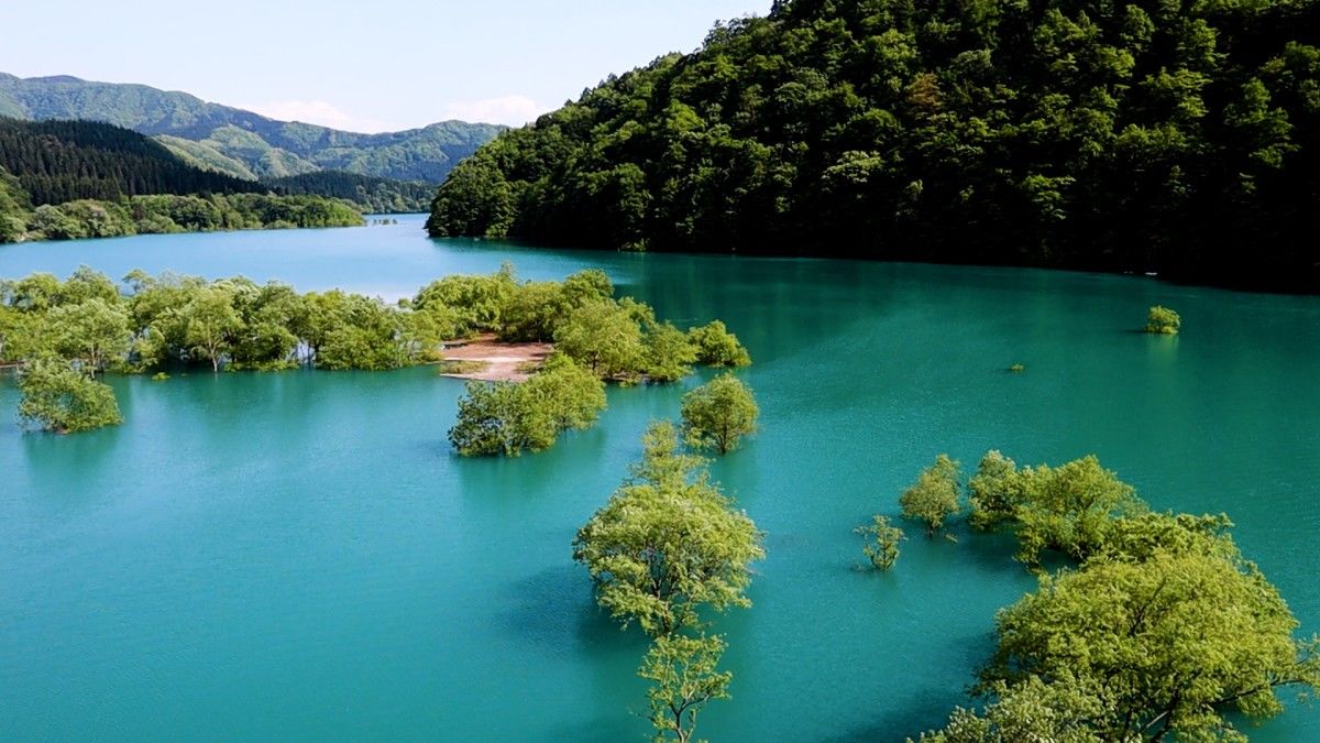 [Vidéo] Les « arbres submergés » du lac Shûsen | Nippon.com – Infos sur ...